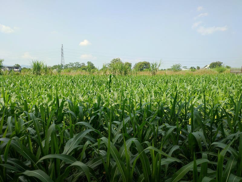 Corn Leaves in Morning Sun beside Building Stock Image - Image of ...
