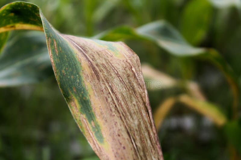 Corn Leaves Partially Dry Due To Disease Stock Image - Image of produce ...