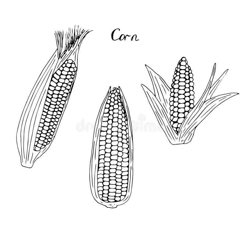 Corn with Leaves, Vector Illustration, Hand Drawing Sketch Stock Vector ...