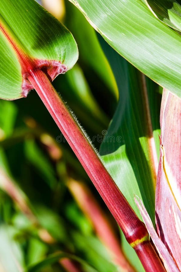 Corn leaves and stalk stock image. Image of fall, background - 11093213