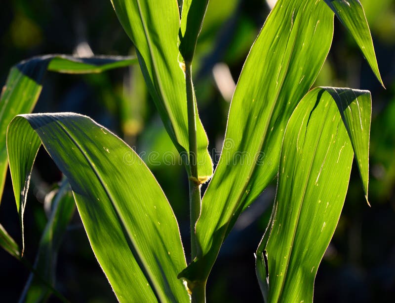 Corn leaves texture stock photo. Image of stalk, plant - 58518400