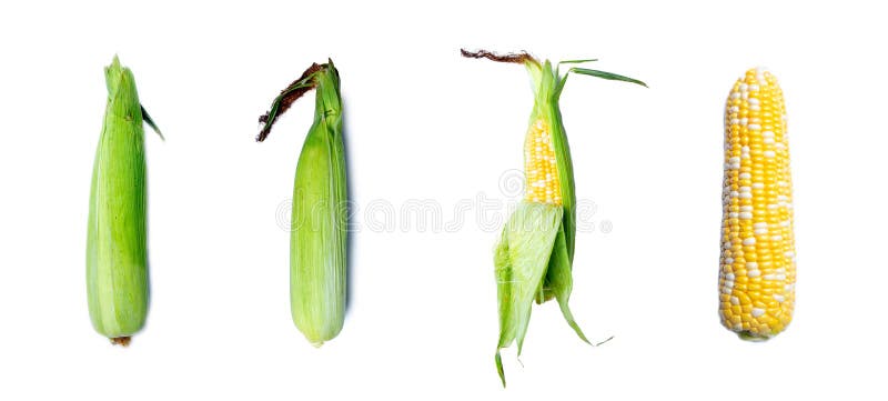 Corn with Leaves on White. Corn Pattern Isolated on White Background ...