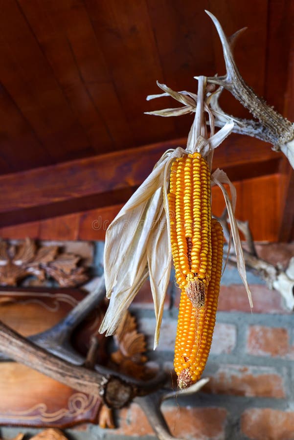 A lot of old corn, maize. stock image. Image of seed - 25143921