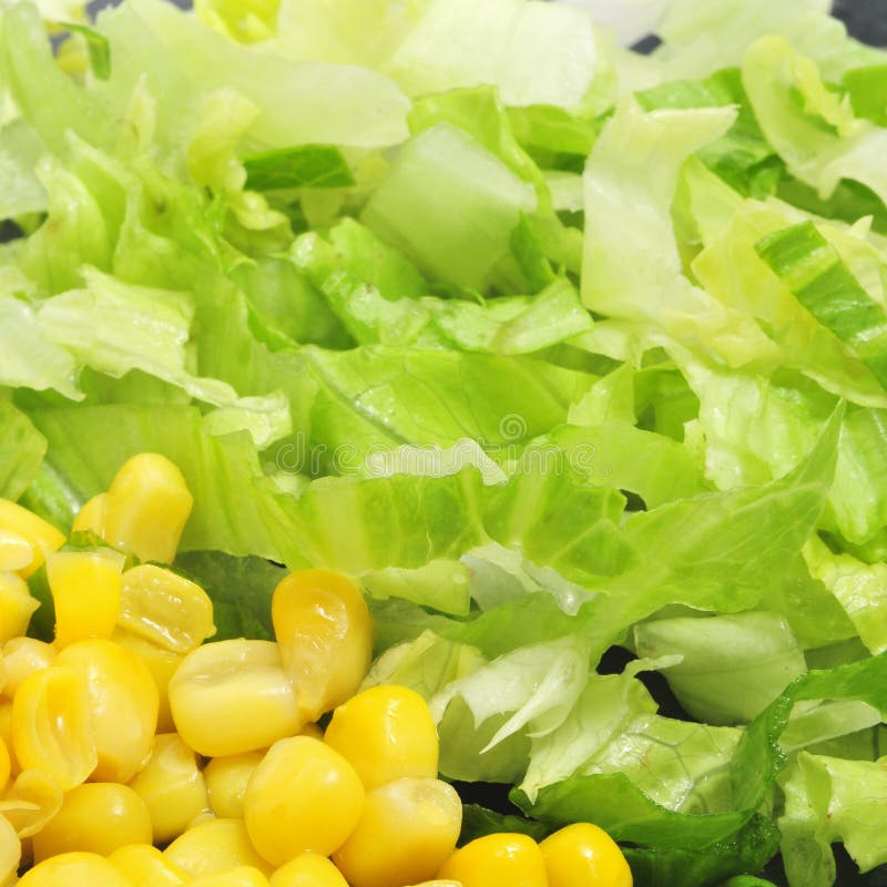 Corn and lettuce stock photo. Image of healthy, eating - 32029614