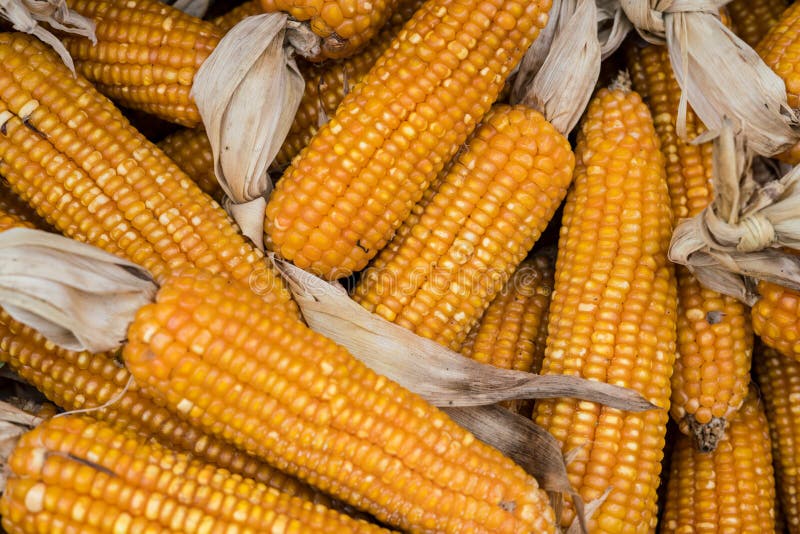 Corn. stock photo. Image of heap, corn, stack, plethora - 85769222