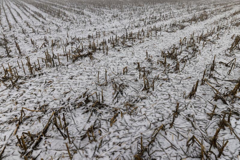 Corn Lies in the Snow after Harvesting and Snowfall Stock Image - Image ...