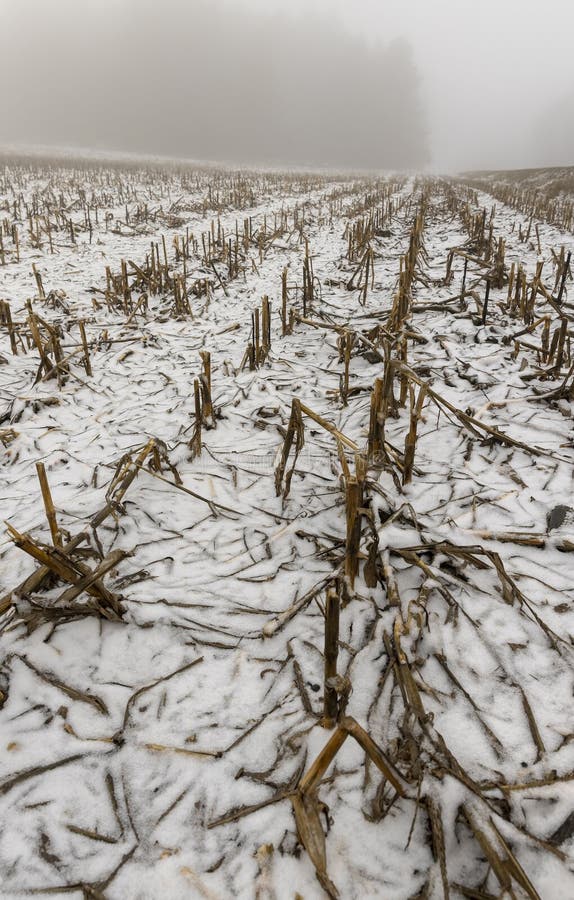 Corn Lies in the Snow after Harvesting and Snowfall Stock Image - Image ...