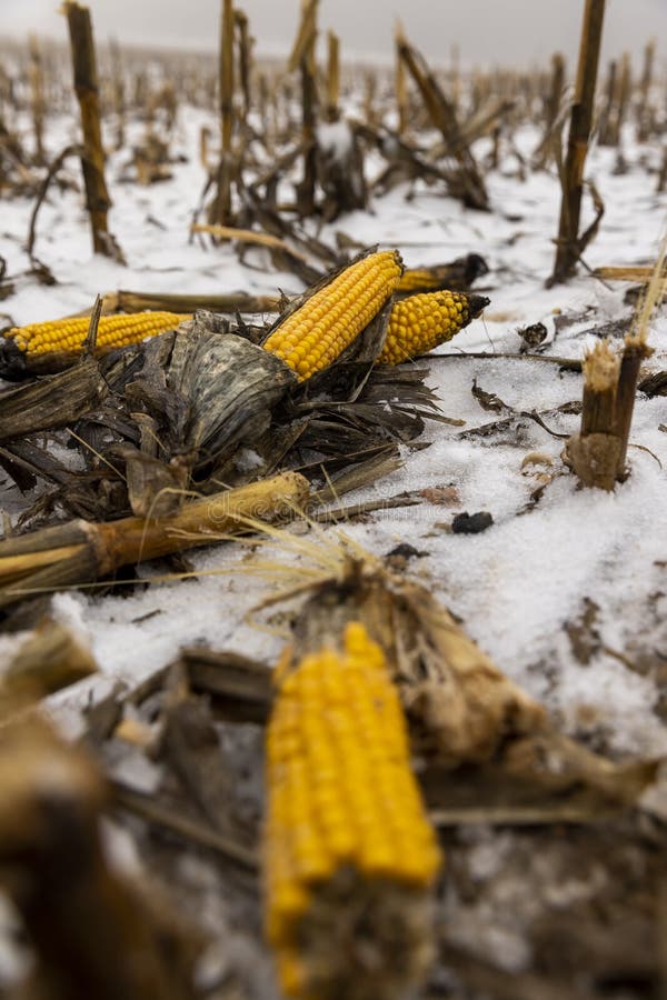Corn Lies in the Snow after Harvesting and Snowfall Stock Photo - Image ...