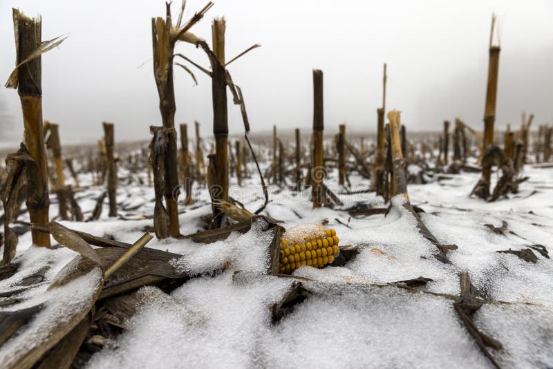Corn Lies in the Snow after Harvesting and Snowfall Stock Photo - Image ...