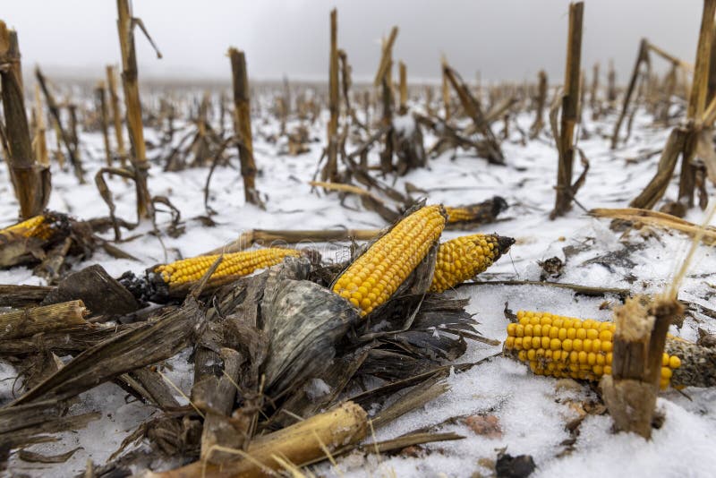 Corn Lies in the Snow after Harvesting and Snowfall Stock Image - Image ...
