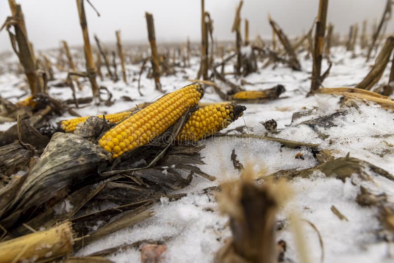 Corn Lies in the Snow after Harvesting and Snowfall Stock Image - Image ...