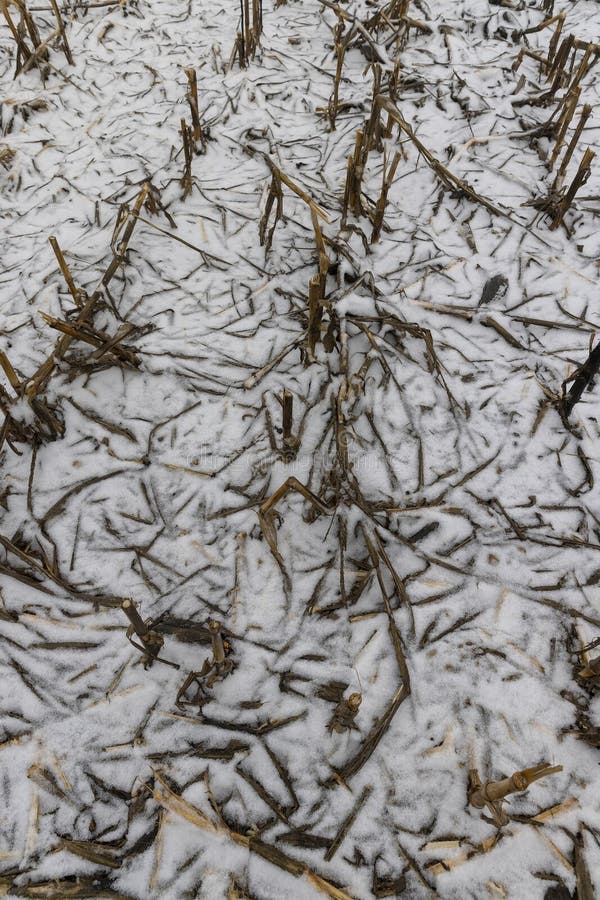 Corn Lies in the Snow after Harvesting and Snowfall Stock Photo - Image ...