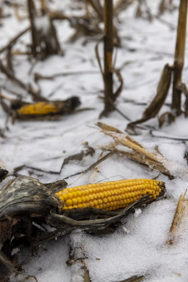 Corn Lies in the Snow after Harvesting and Snowfall Stock Image - Image ...