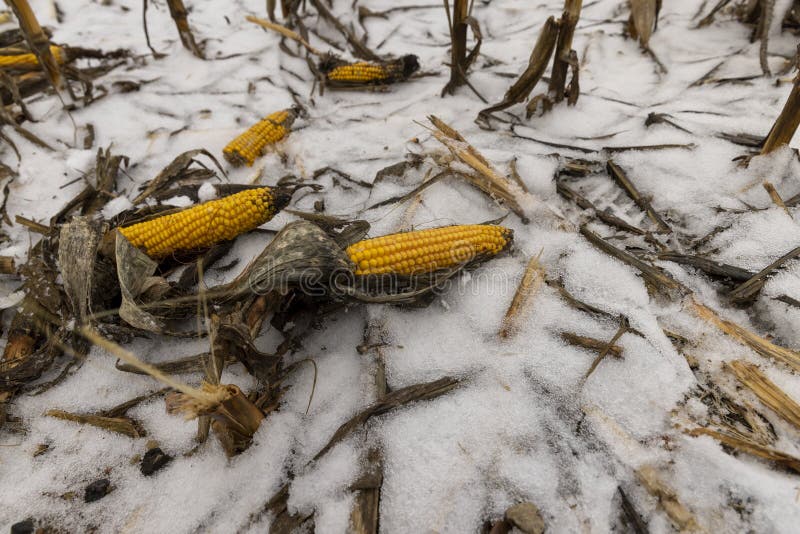 Corn Lies in the Snow after Harvesting and Snowfall Stock Photo - Image ...