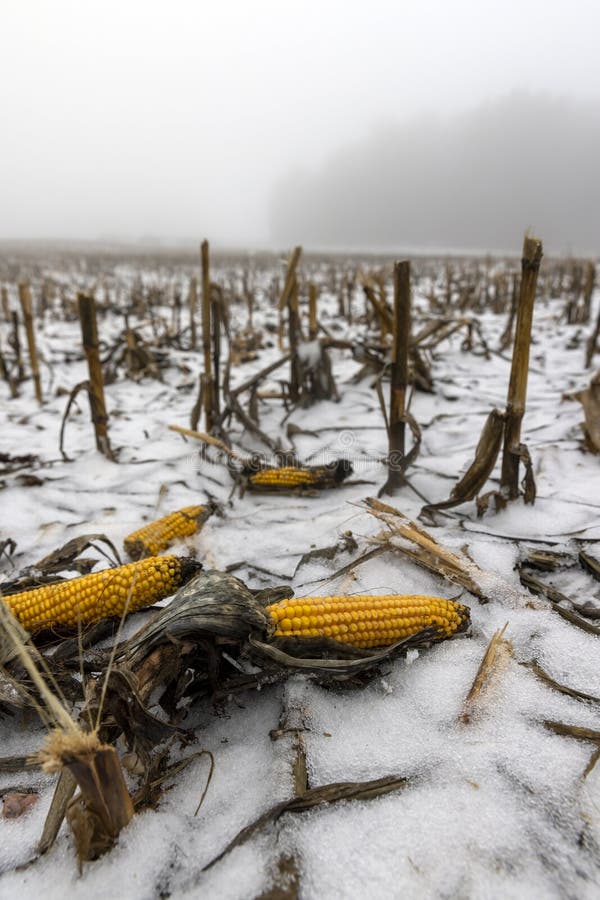 Corn Lies in the Snow after Harvesting and Snowfall Stock Photo - Image ...