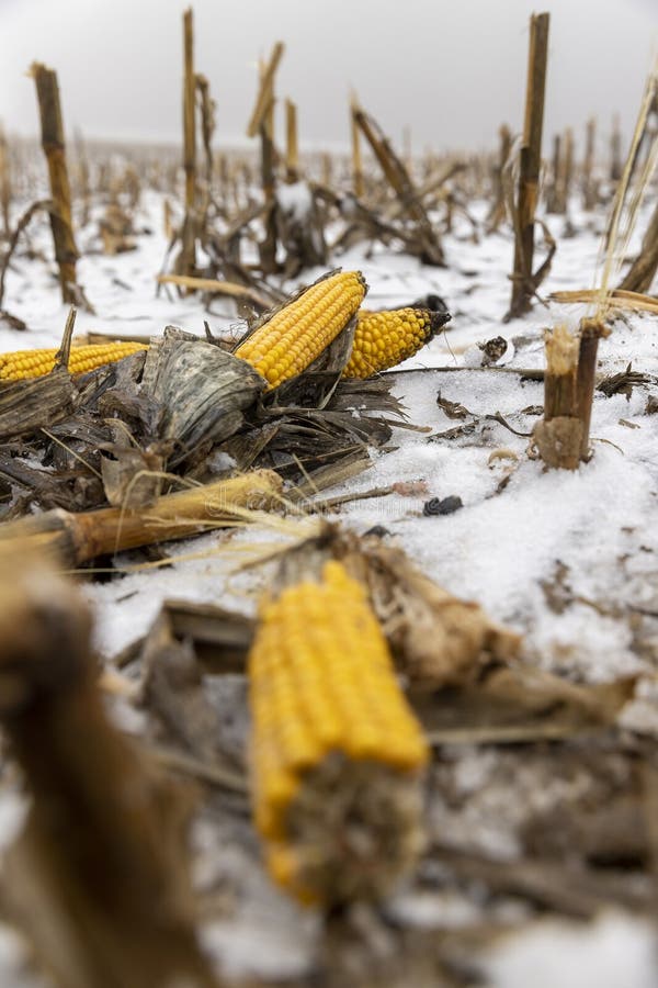 Corn Lies in the Snow after Harvesting and Snowfall Stock Photo - Image ...