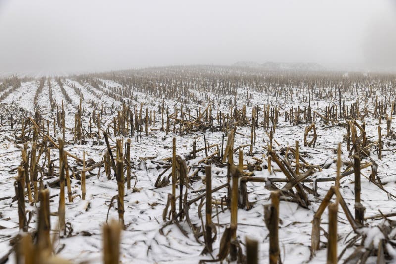 Corn Lies in the Snow after Harvesting and Snowfall Stock Photo - Image ...