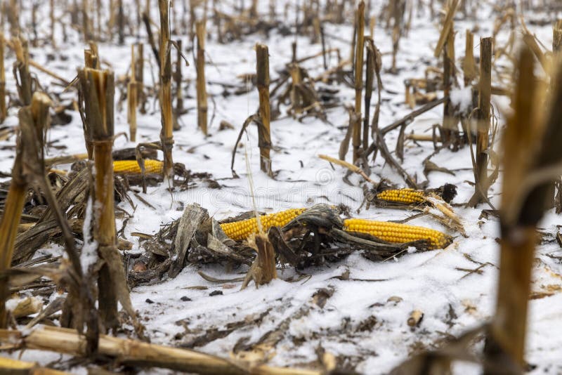 Corn Lies in the Snow after Harvesting and Snowfall Stock Photo - Image ...