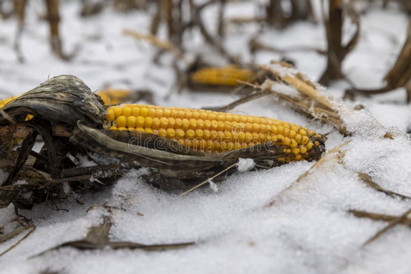 Corn Lies in the Snow after Harvesting and Snowfall Stock Image - Image ...