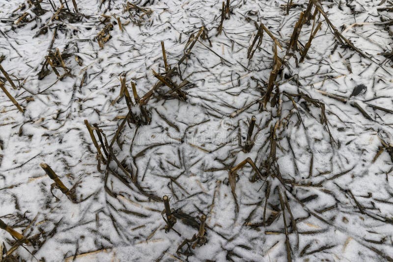 Corn Lies in the Snow after Harvesting and Snowfall Stock Image - Image ...