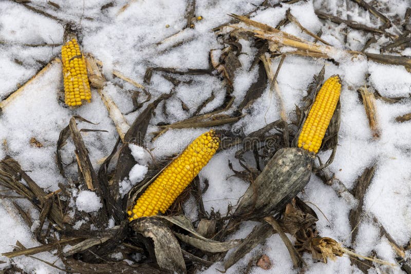 Corn Lies in the Snow after Harvesting and Snowfall Stock Photo - Image ...