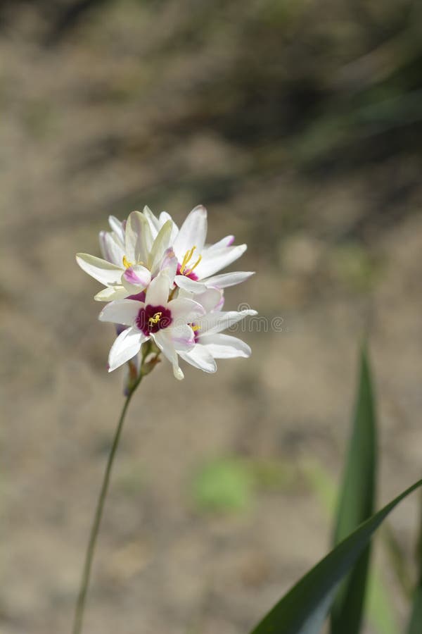 Corn Lily stock image. Image of corn, green, flower - 250633733