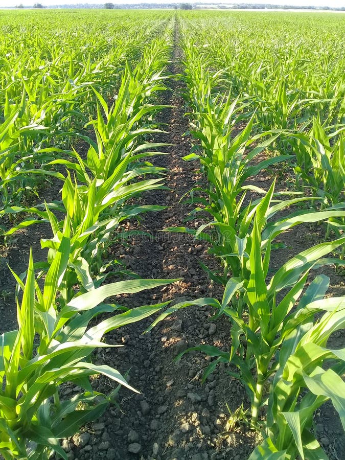 Corn lines Field stock photo. Image of growing, green - 95622204