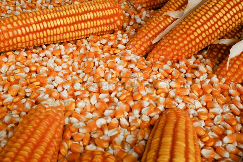 Corn for livestock stock image. Image of healthy, feed - 176989271