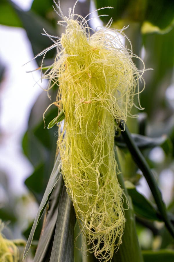 A Corn with Long Fibers Growing in a Field Stock Photo - Image of ...