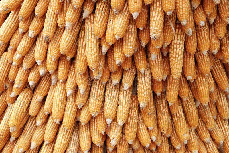 Corn stock image. Image of tree, beautiful, green, leaf - 94395403