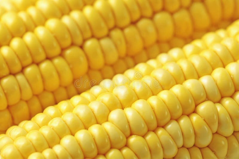 Corn macro stock photo. Image of golden, healthy, macro - 11103978