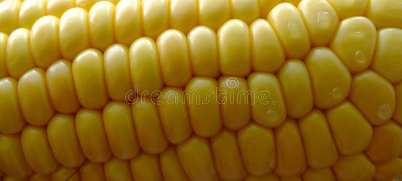 Corn stock image. Image of preparing, detail, macro - 107140621