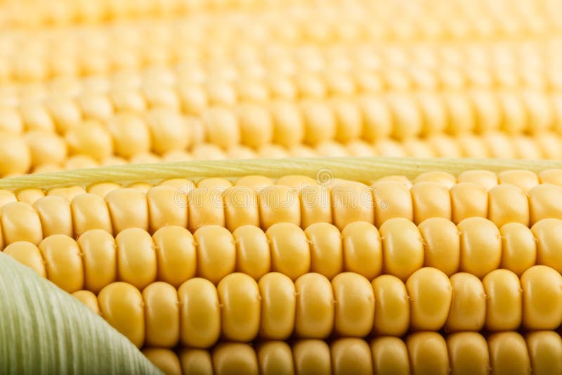 Corn macro stock image. Image of organic, golden, ingredient - 75752673