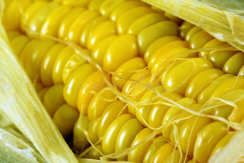 Corn Macro Shot stock photo. Image of yellow, silk, food - 5652060