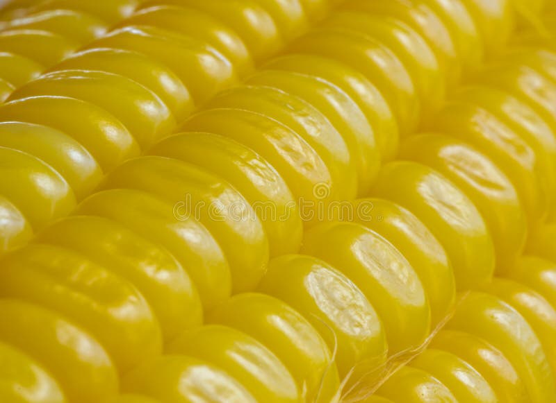 Corn macro stock image. Image of cereal, crop, husk, corncob - 37477227
