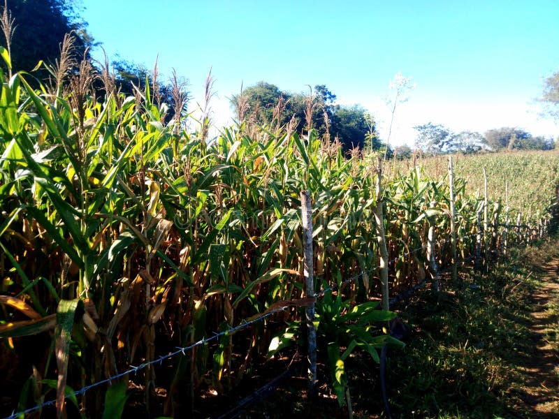Corn or mais farm stock photo. Image of mais, philippines - 174377448