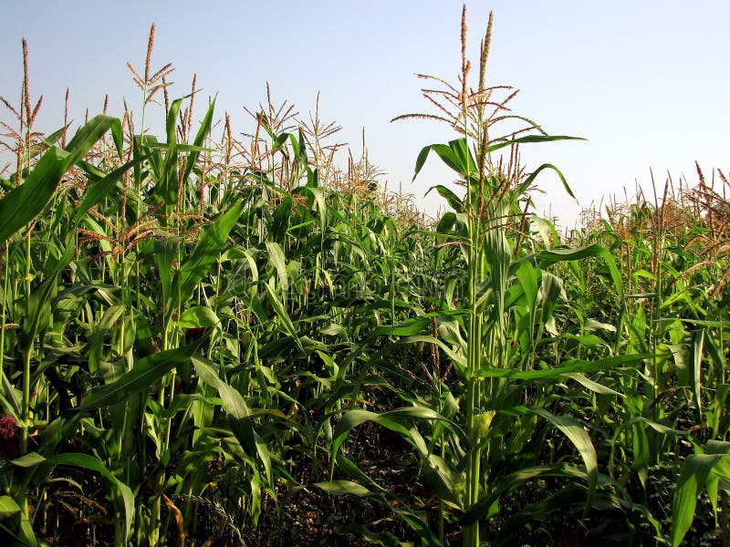 Corn (Maize) stock image. Image of stem, stalk, plant - 27452095