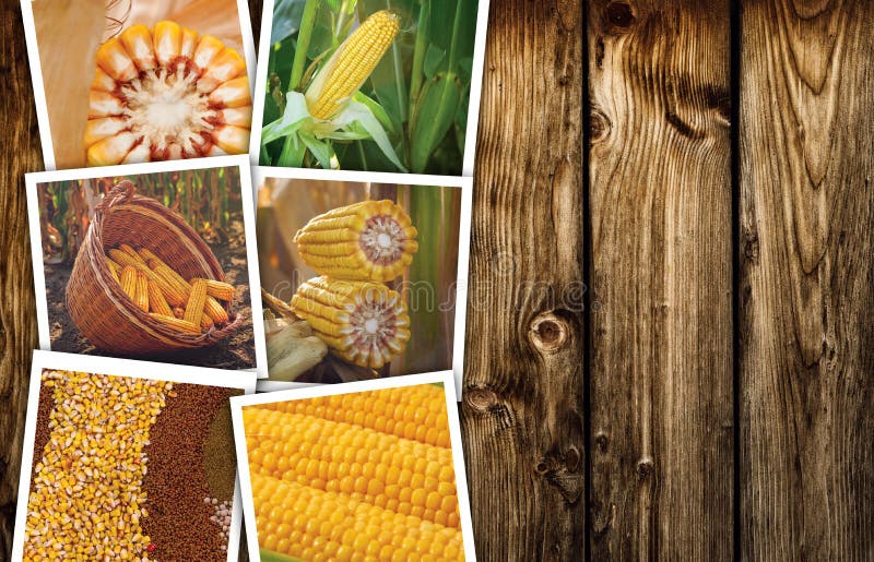 Corn Maize in Agriculture, Photo Collage Stock Photo - Image of hybrid ...