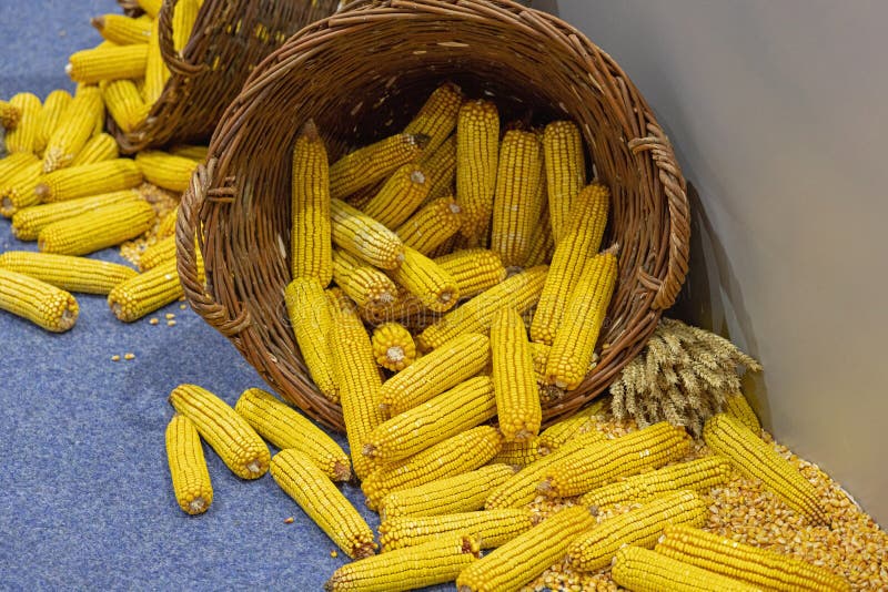 Corn Maize Basket Spill stock image. Image of soya, cobs - 250331429
