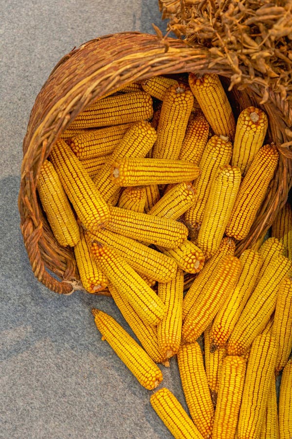 Corn Maize Basket stock image. Image of market, agriculture - 222997073