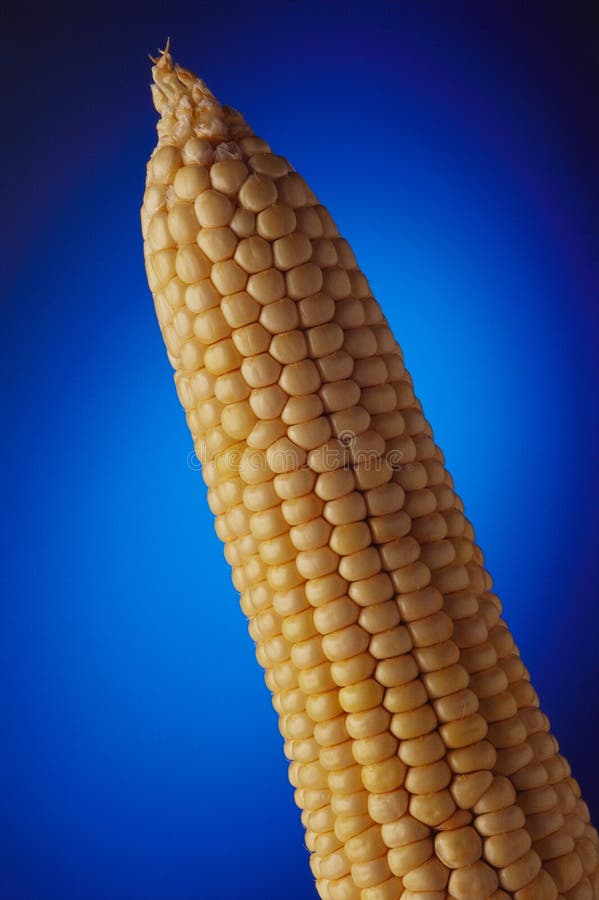 Corn Maize on Blue Background Stock Photo - Image of product, studio ...