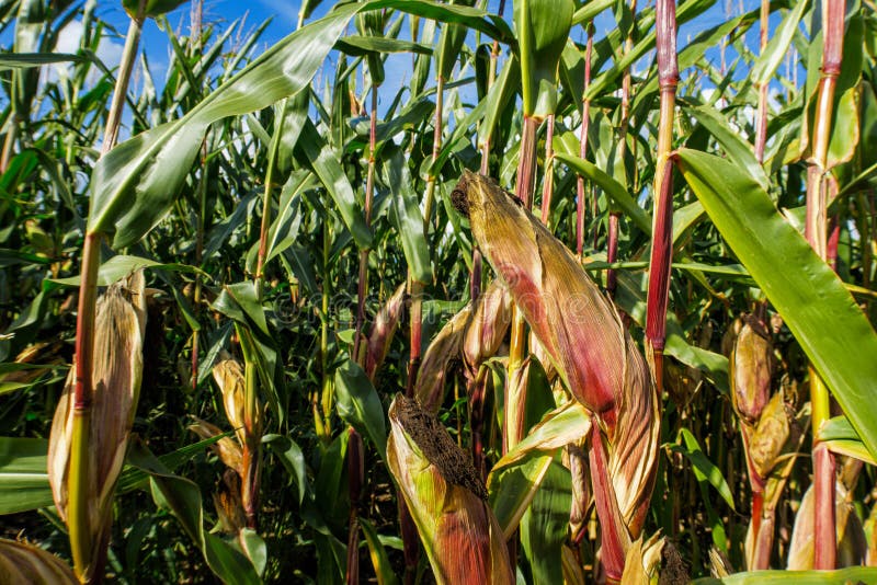 Corn or maize on the cob stock photo. Image of agriculture - 233072020