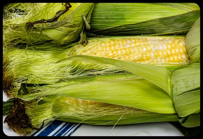 Corn maize on the cob stock image. Image of silk, opened - 154134501