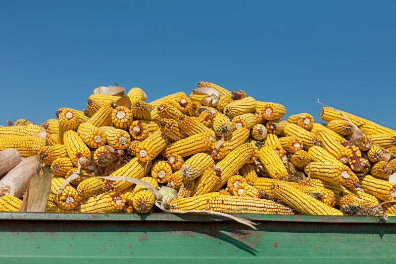 651 Crystal Corn Stock Photos - Free & Royalty-Free Stock Photos from ...