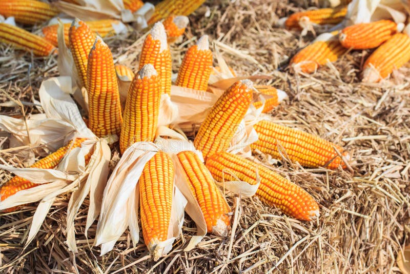 Corn Maize Cobs after Harvesting. Stock Image - Image of materials ...