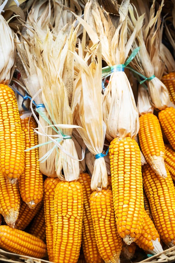 Corn Maize Cobs after Harvesting Season Stock Photo - Image of group ...
