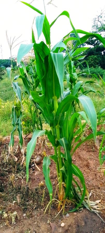 Corn Maize Crop Growing in a Field of a Garden Stock Photo - Image of ...