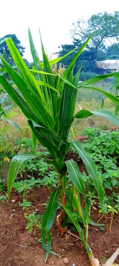 Corn Maize Crop Growing in a Field of a Garden Stock Image - Image of ...
