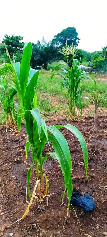 Corn Maize Crop Growing in a Field of a Garden Stock Image - Image of ...