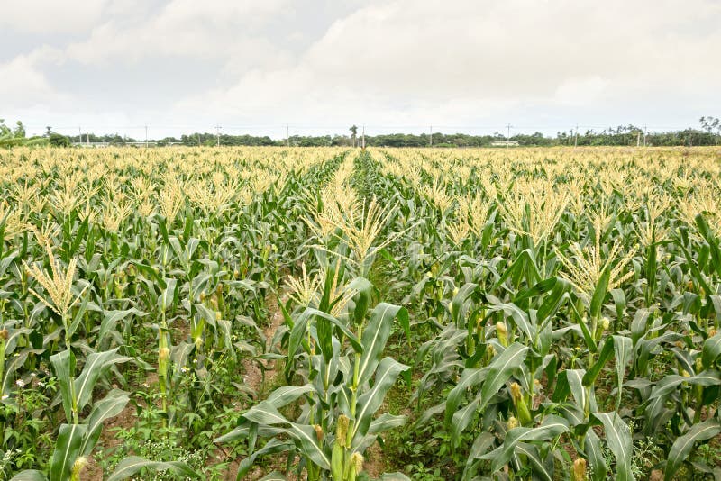 Corn maize farm stock photo. Image of landscape, cornfield - 34318182